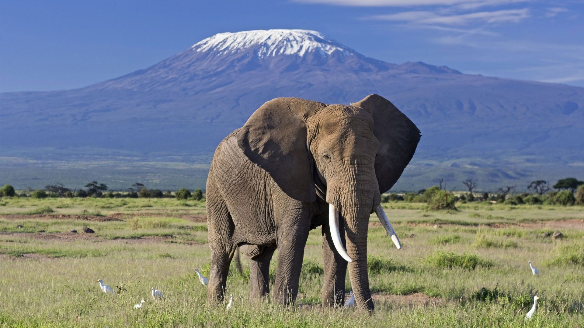 Nairobi National Park Safari – Wildlife Near the City